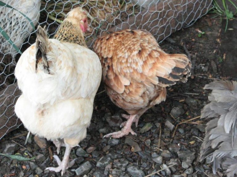 How to Stop Chickens From Pecking Each Other - Backyard Poultry
